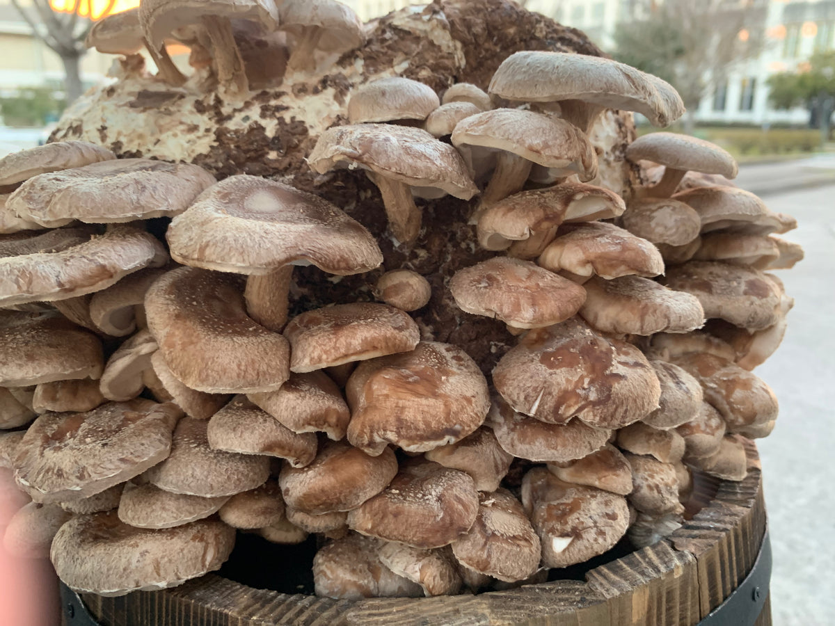 Mushroom Grow Kit – Mushroom Maggie's Farm
